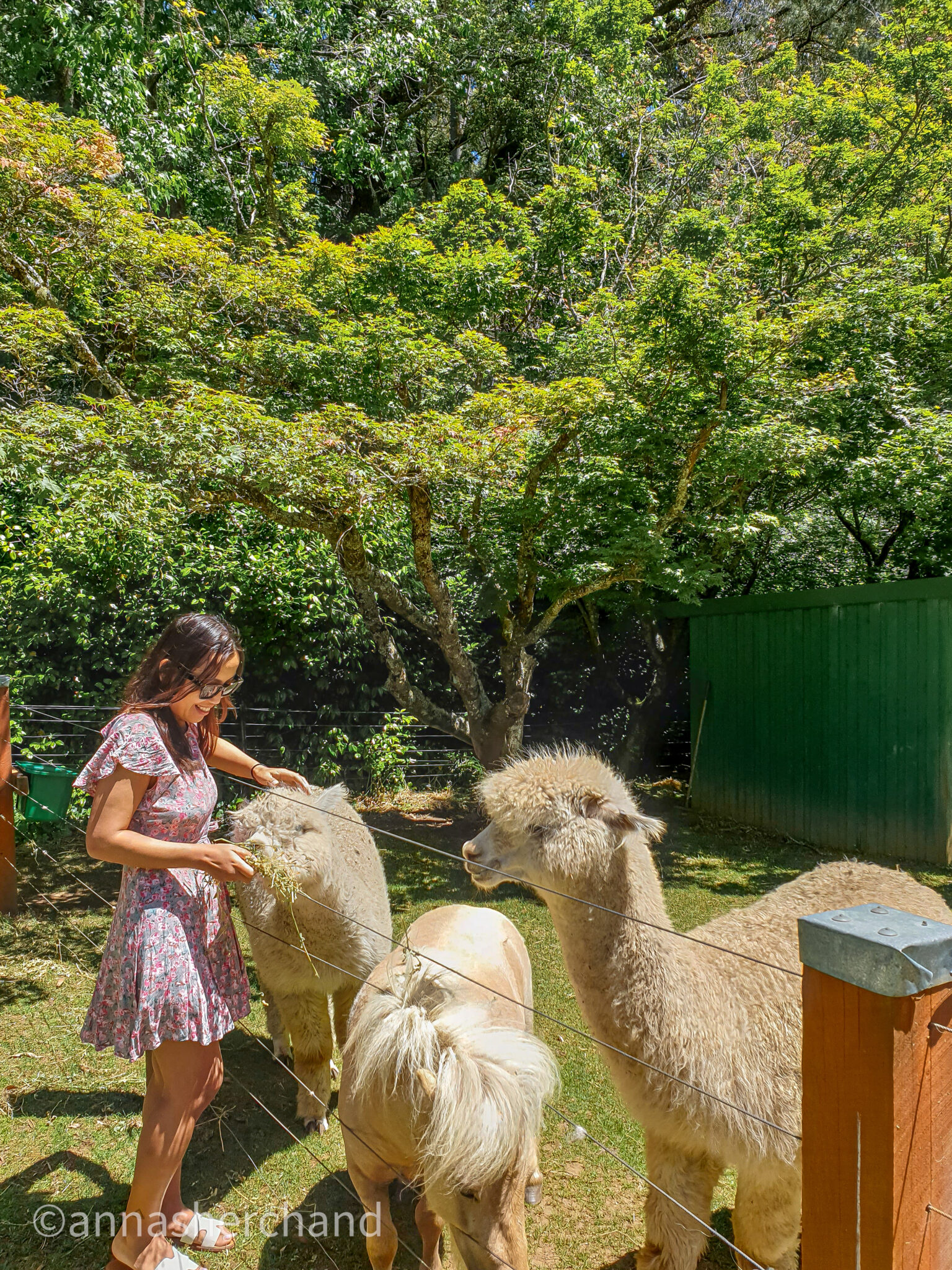 Alpaca farm in regional Victoria - Anna Sherchand
