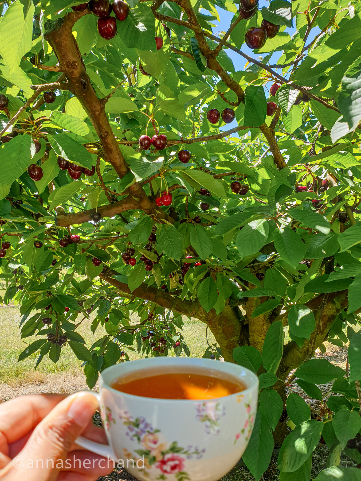 Cherry farm near Melbourne - Anna Sherchand