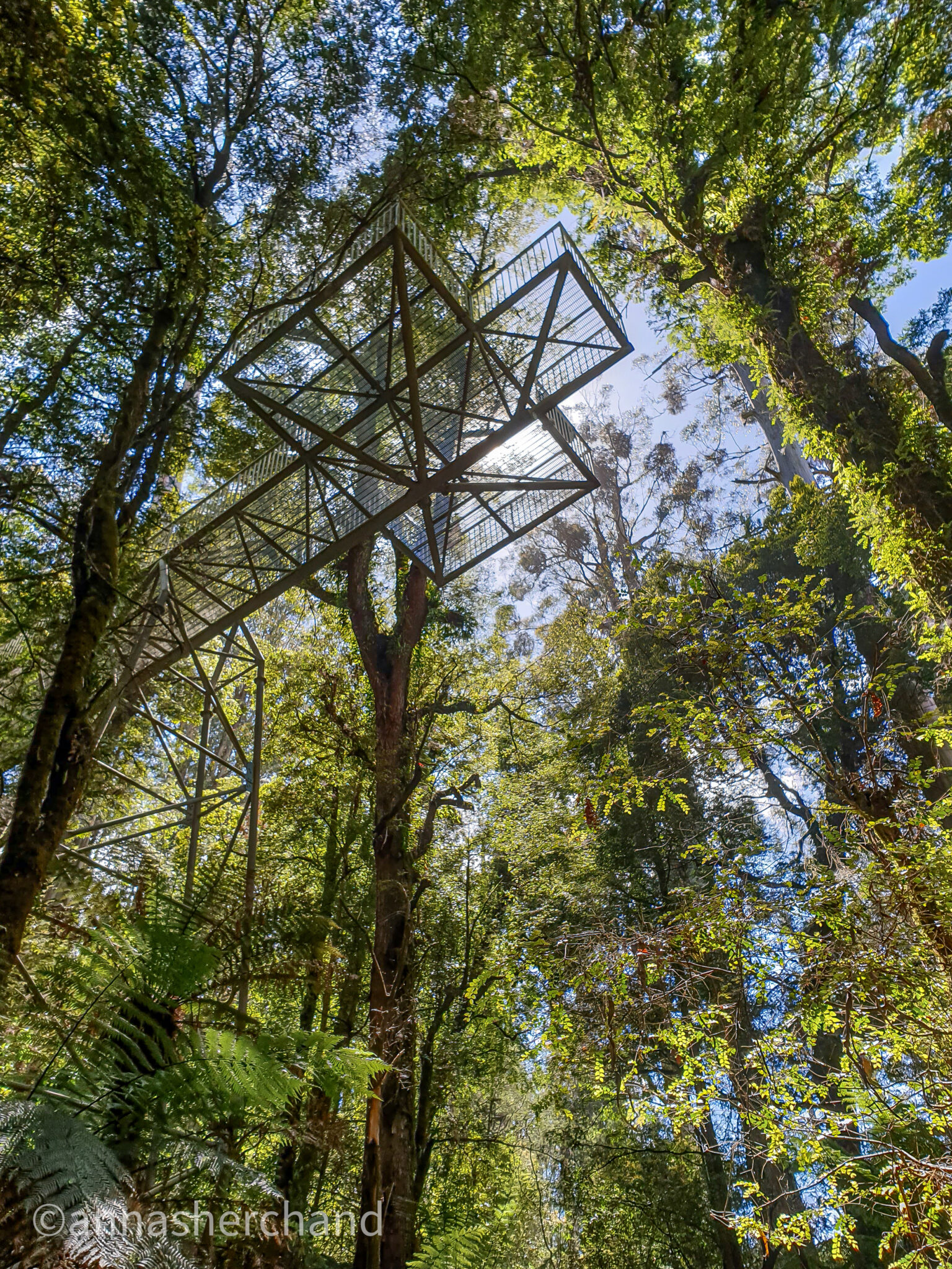 Rainforest gallery Victoria - Anna Sherchand