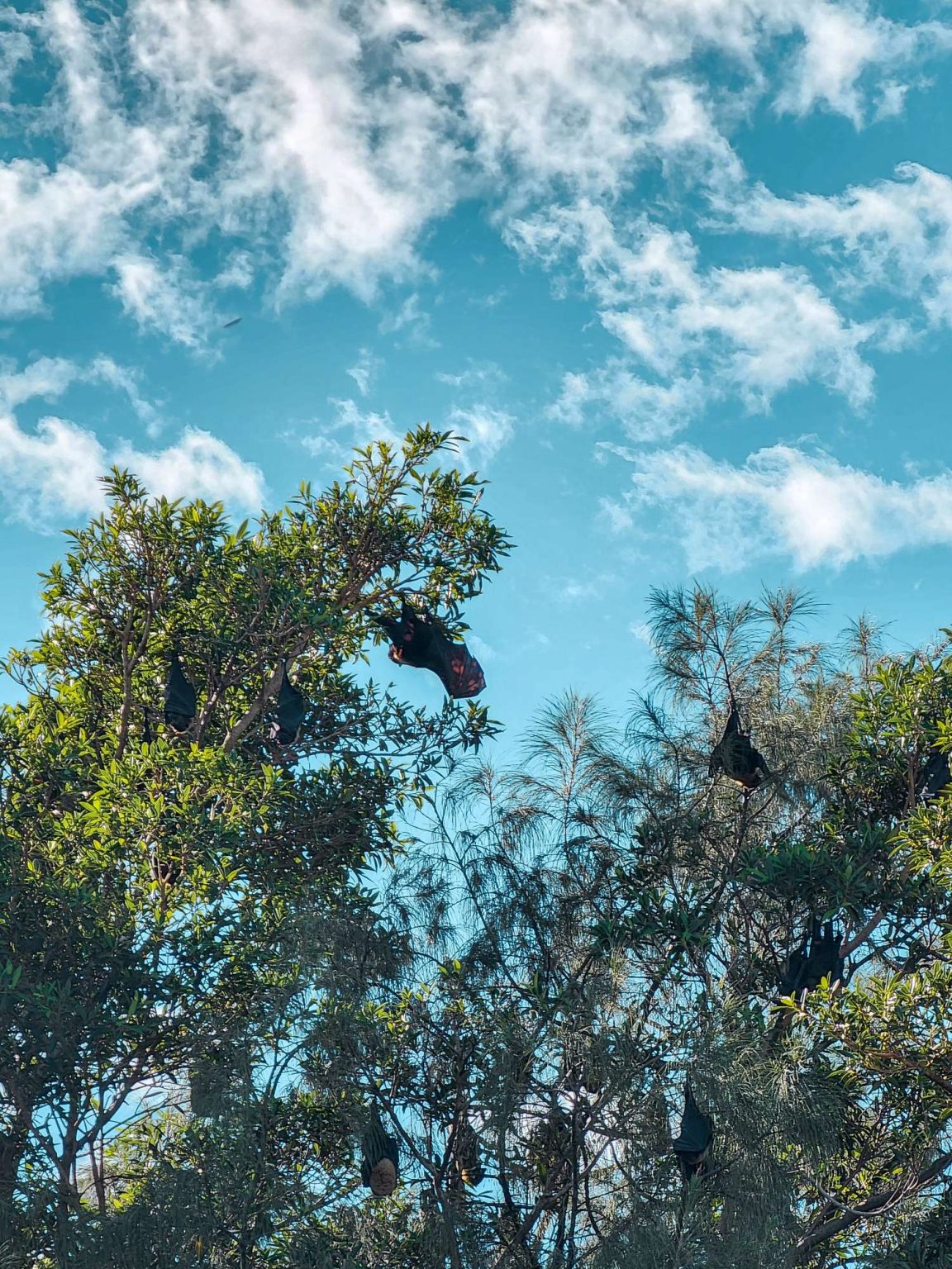 5 days in Nuku'alofa Tonga itinerary - Anna Sherchand