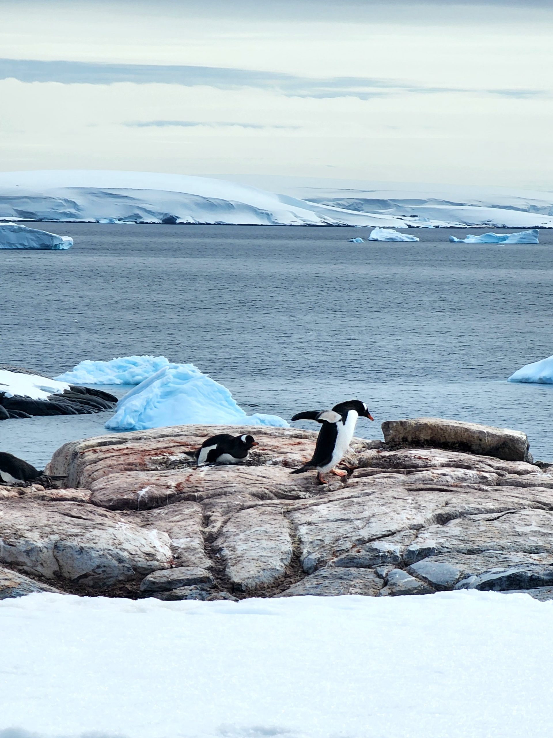 How to plan a trip to Antarctica - Anna Sherchand